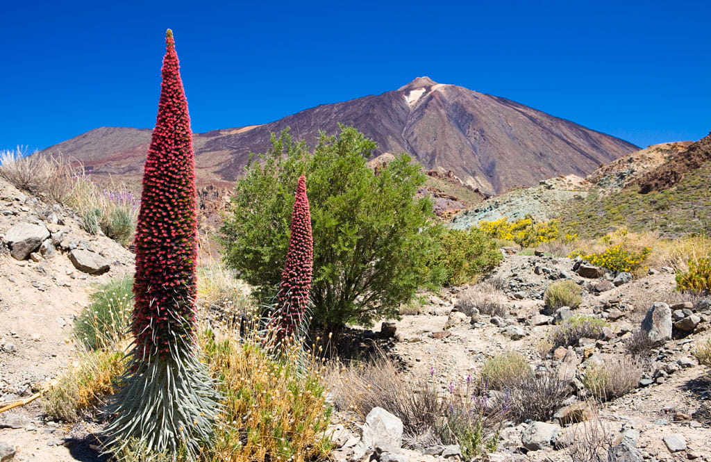 Flora del Teide: Scopri la vegetazione del Parco Nazionale
